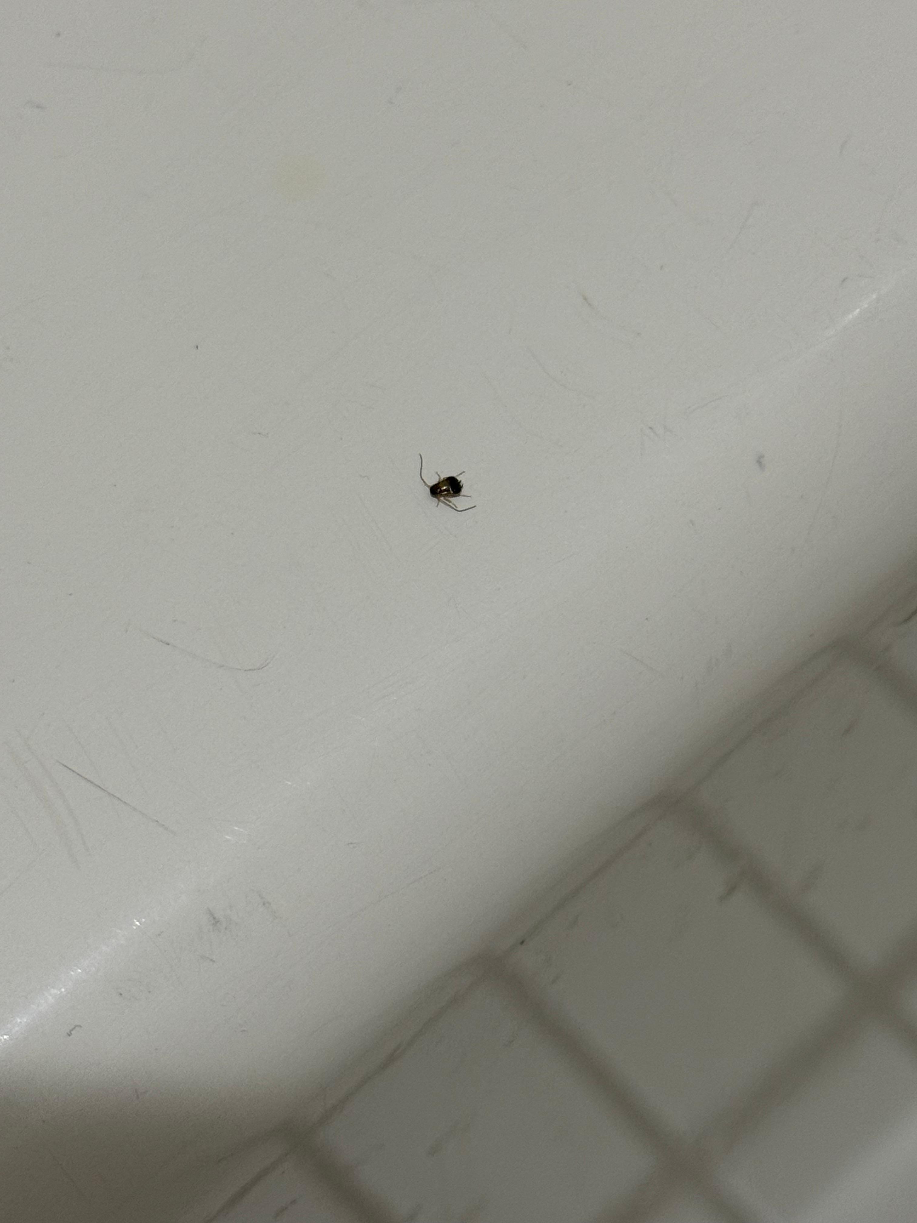 Roach walking on the bath tub.