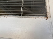 dirt, dead bugs, and webs