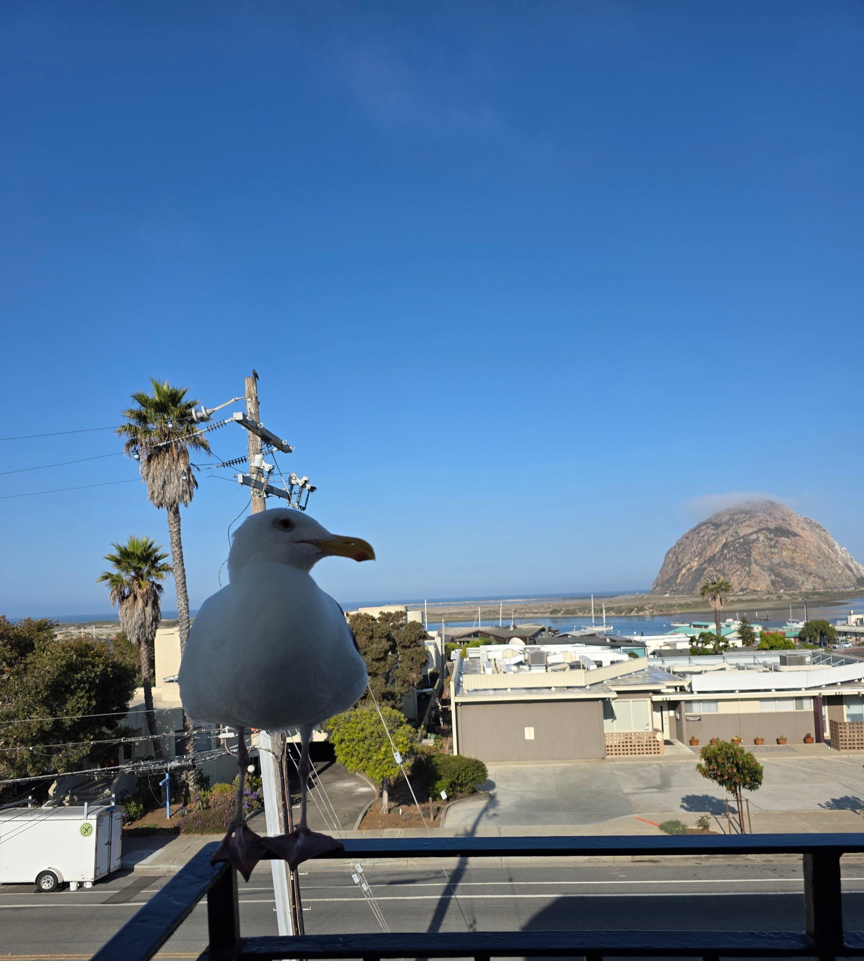 Our morning friendly friend 🧡 