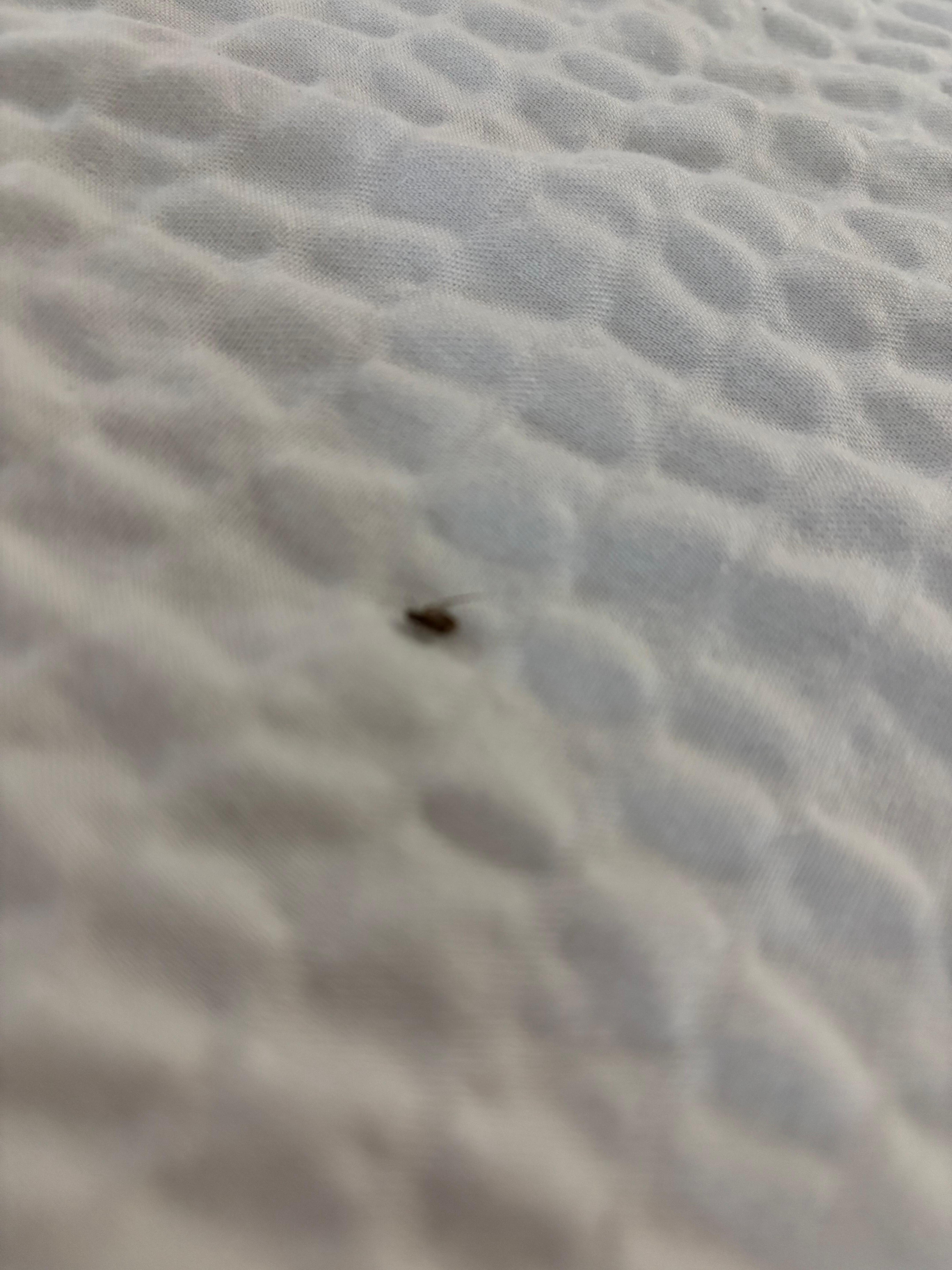 Unwelcome guests