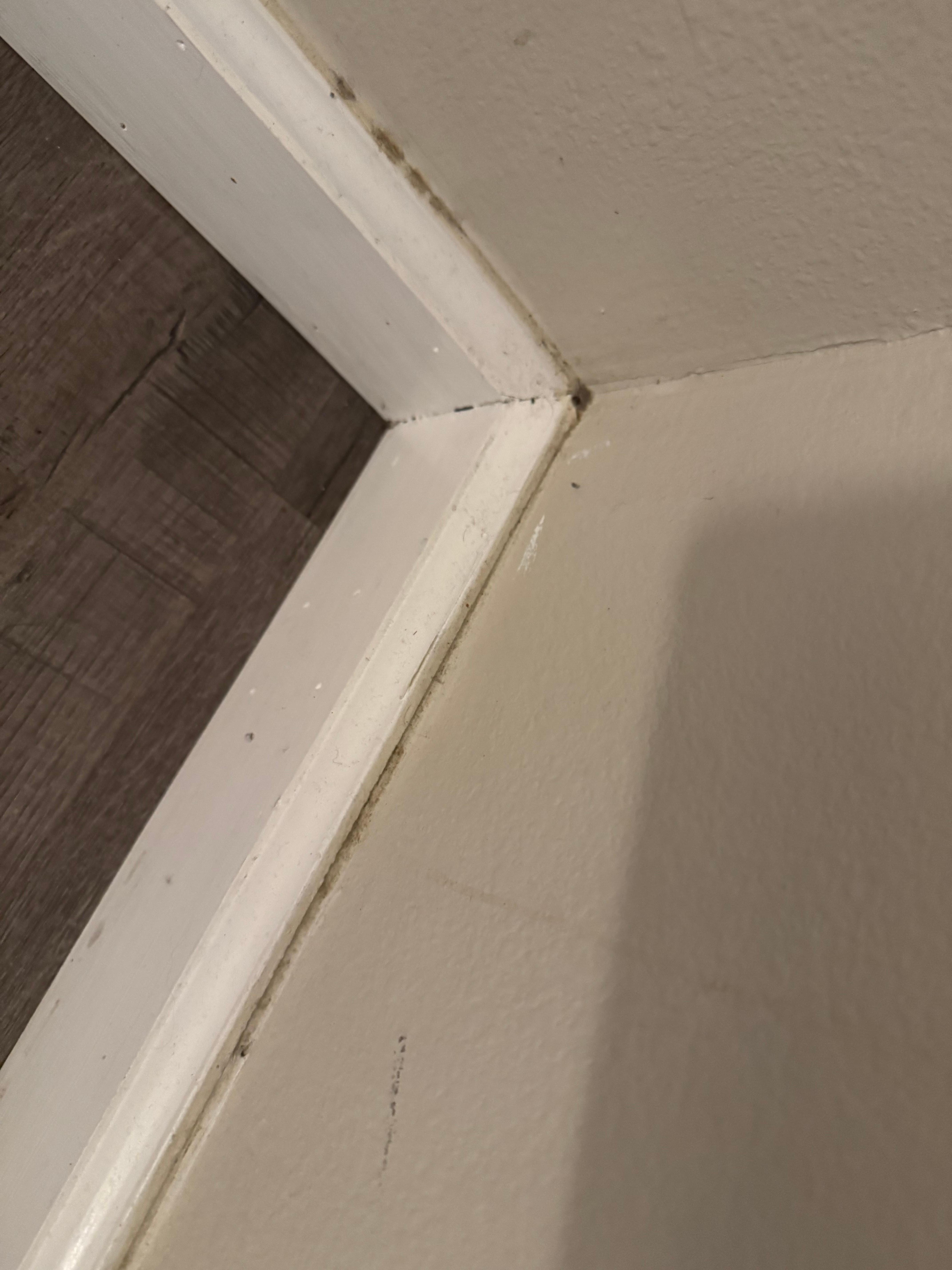 Floor boards look like they have never been cleaned