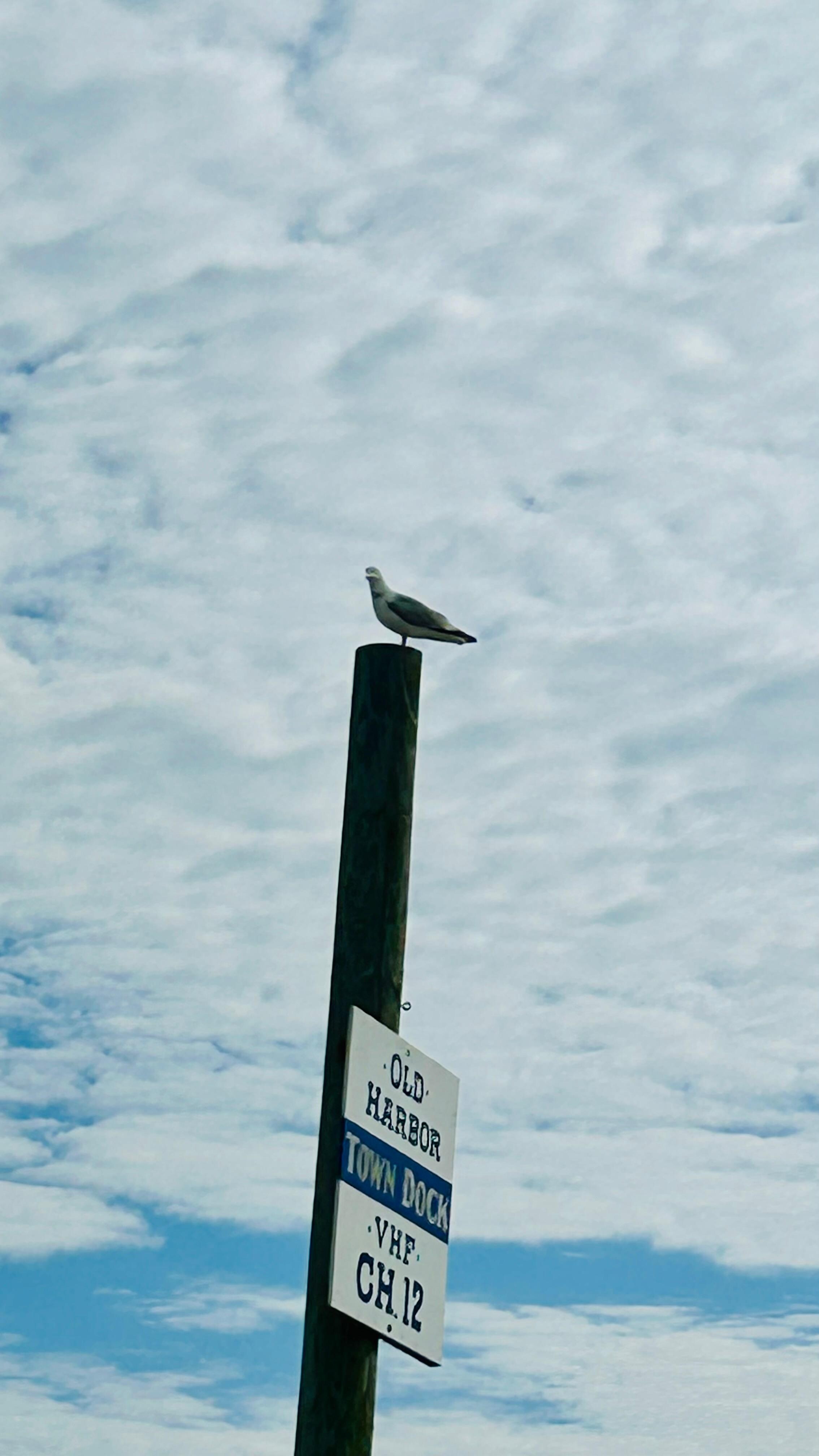 Cute little gull. 