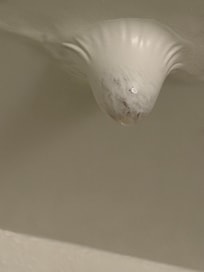 Paint stretching from water