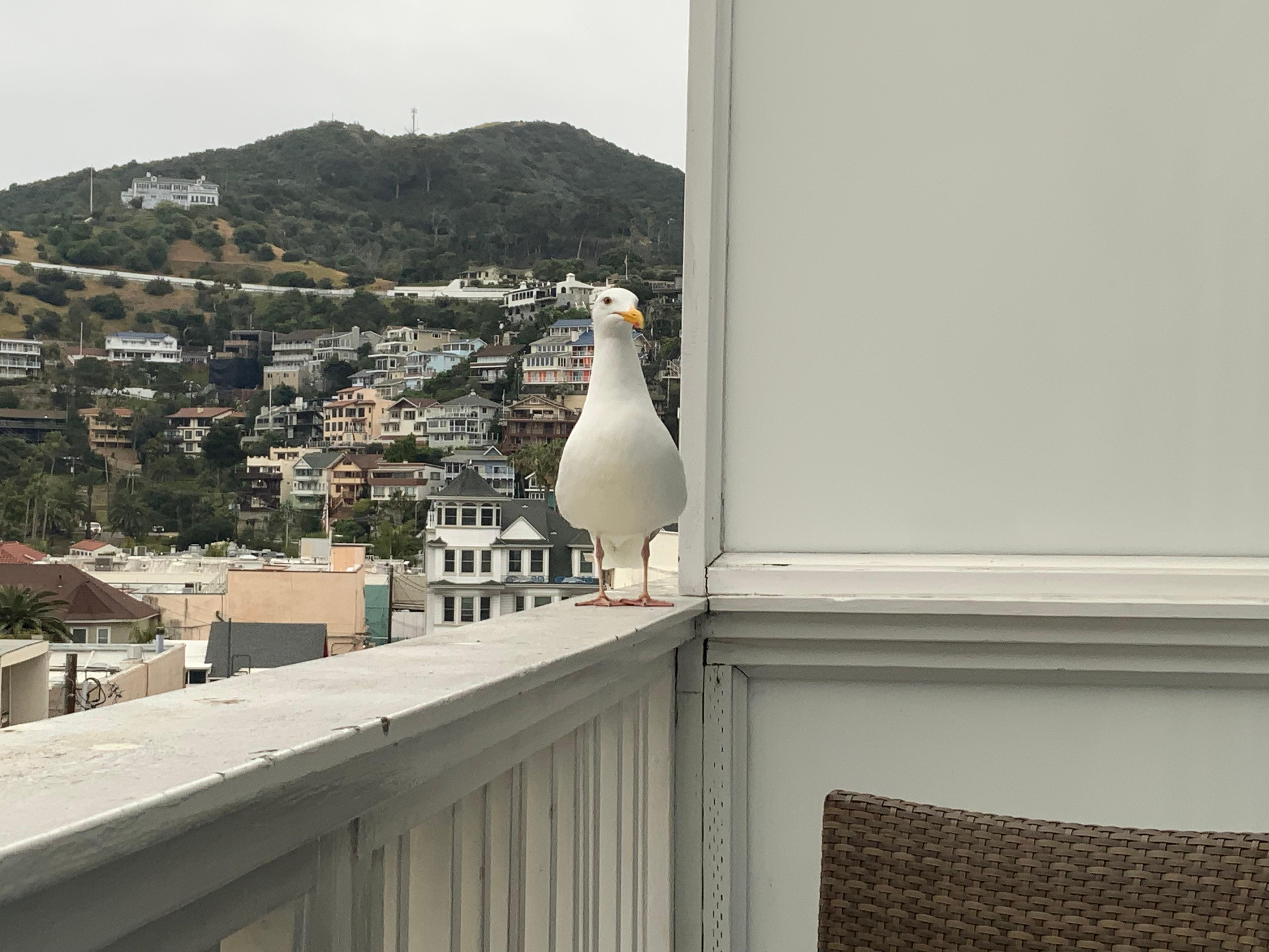 This guy visited us every day.   We did not feed him 