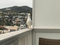 This guy visited us every day. We did not feed him