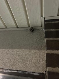 Wasp nest outside of room.