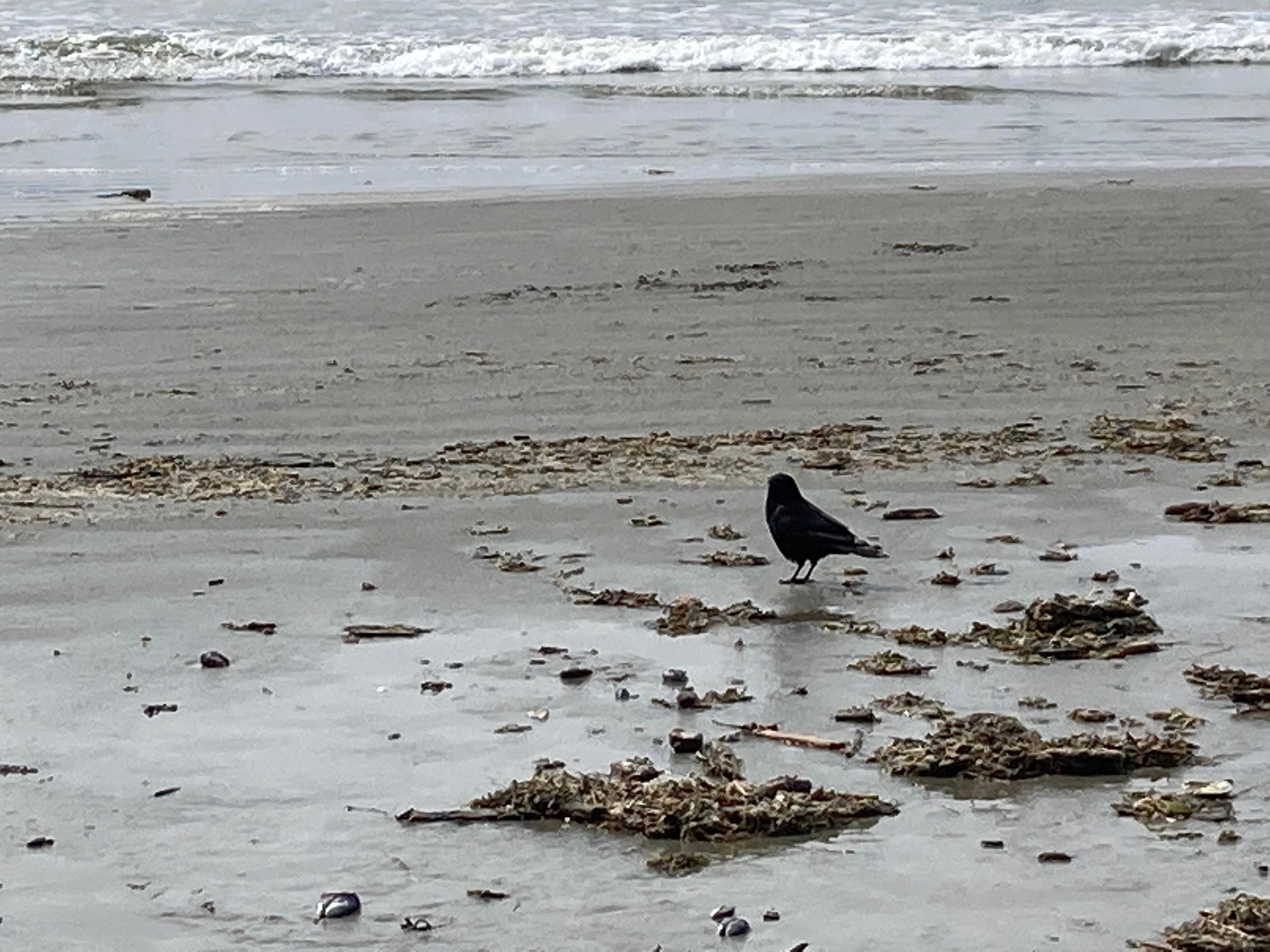 Book Middle Beach Lodge in Tofino | Hotels.com