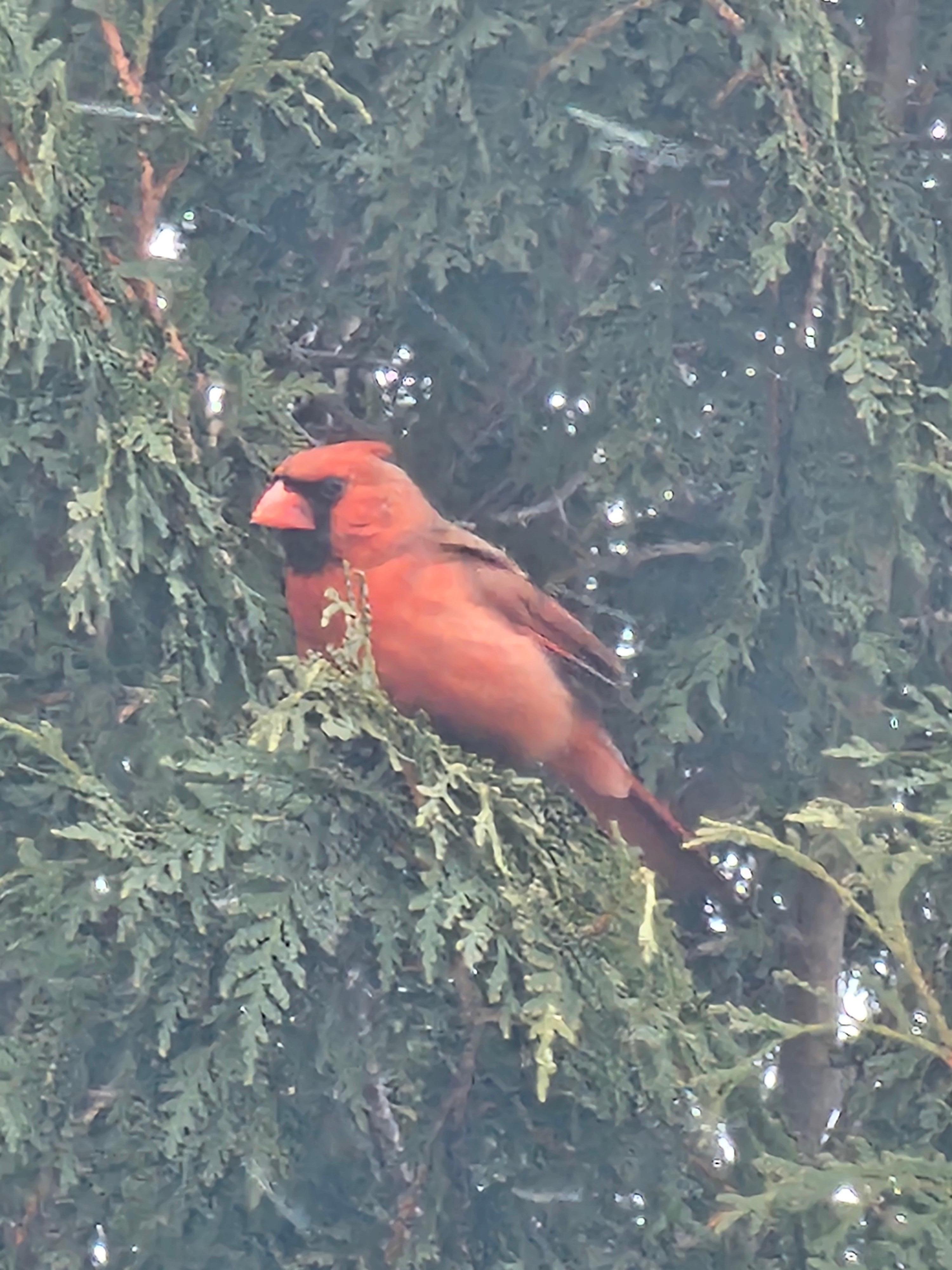 Right outside our window