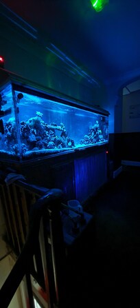 Vyvyan Fish Tank