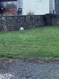 Bottom of the car park was a hit with lenny