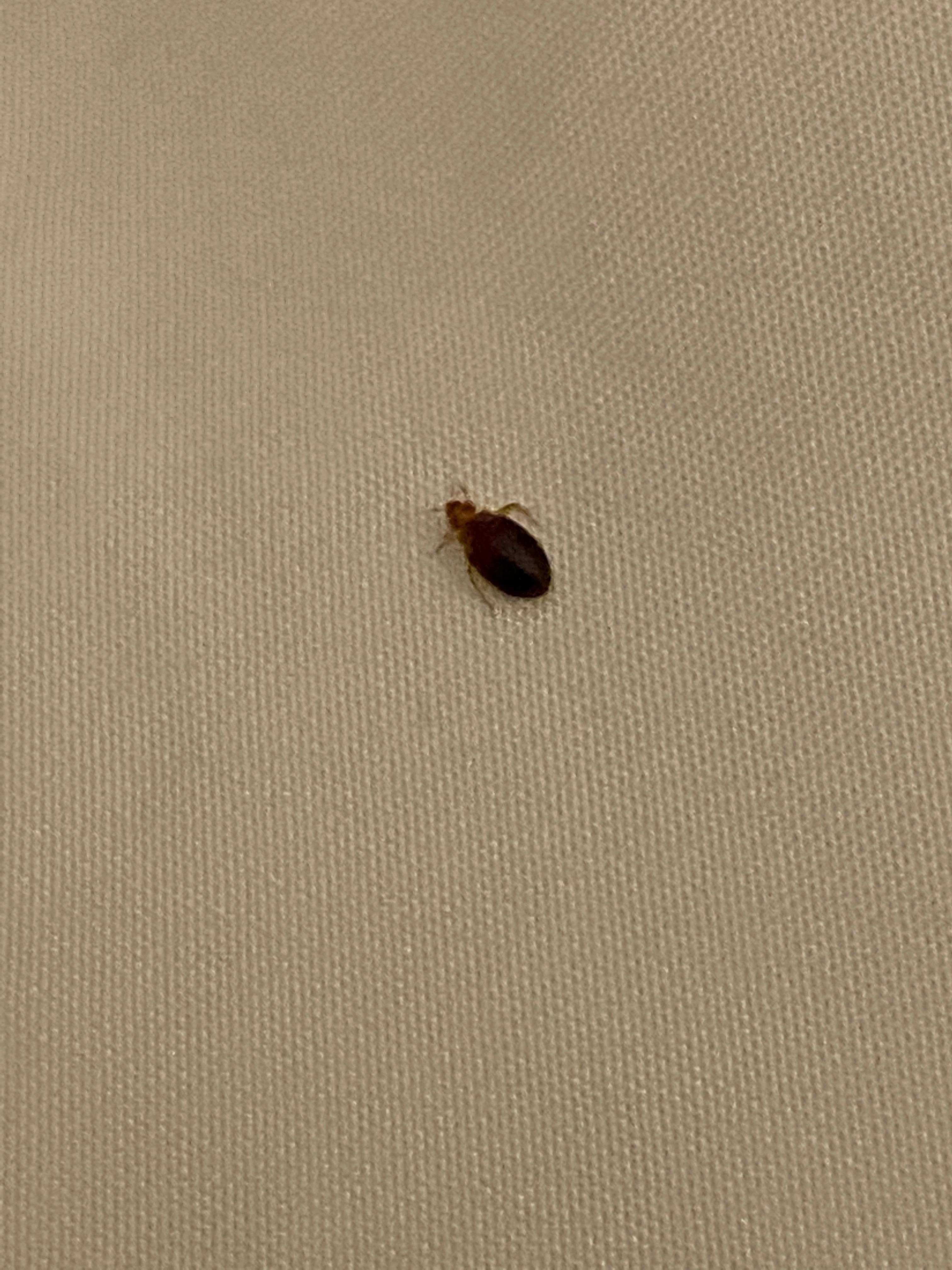 Found one bed bug on first room