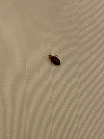 Found one bed bug on first room