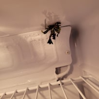 Growing in fridge