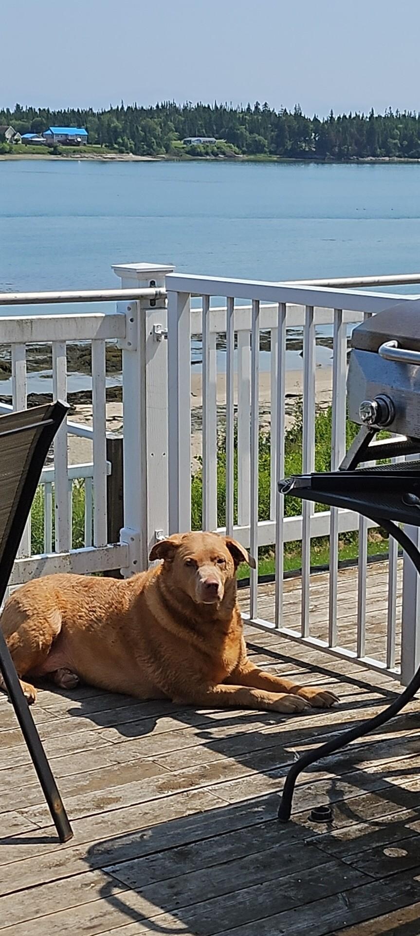 Happiest puppy in the world! She's going to be 8.