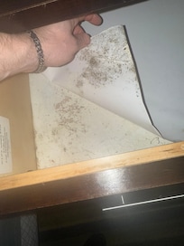Mold!