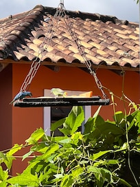 Passarinhos no salão de café da manhã