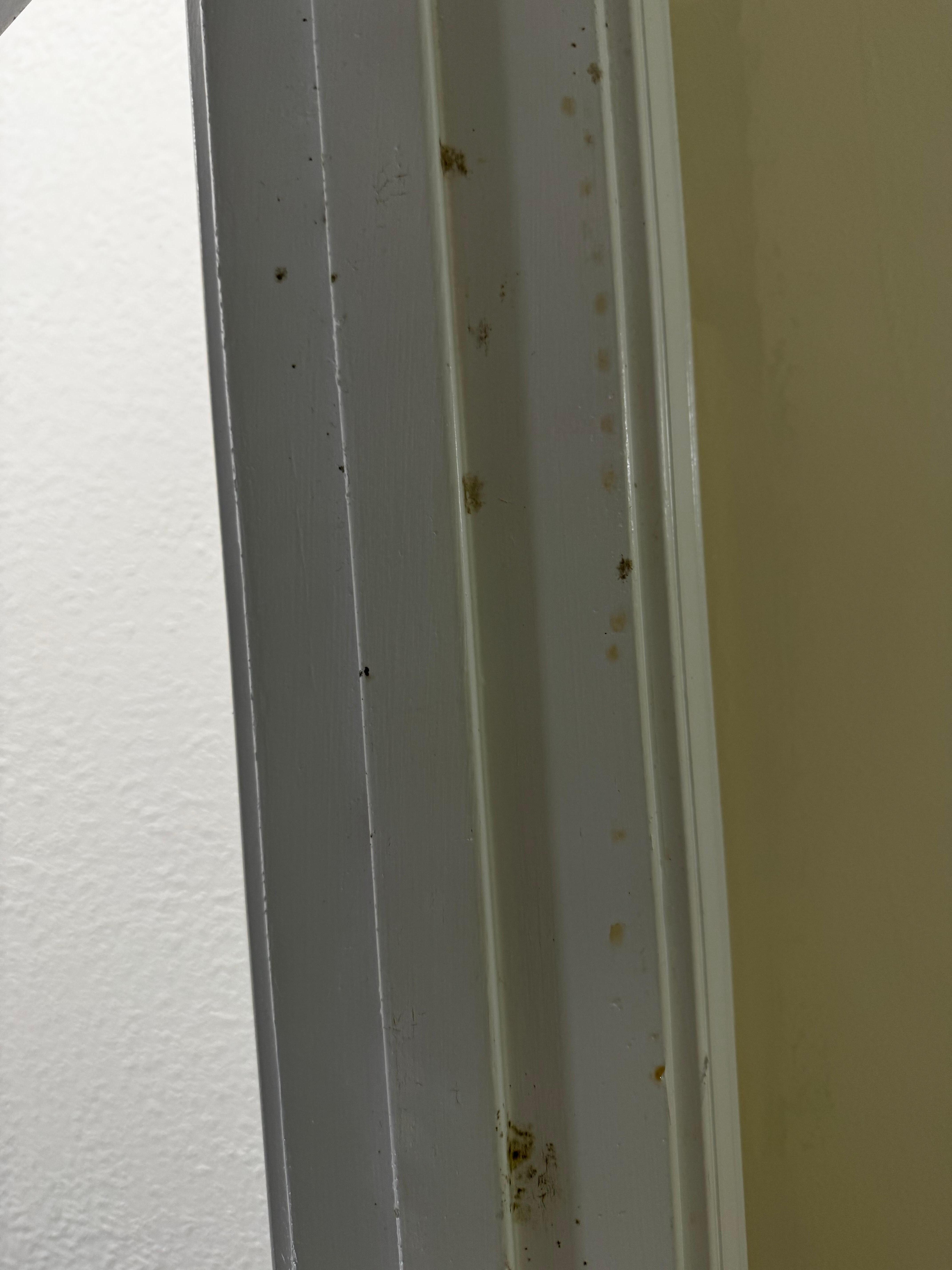 Mold on the wind sill