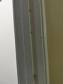 Mold on the wind sill