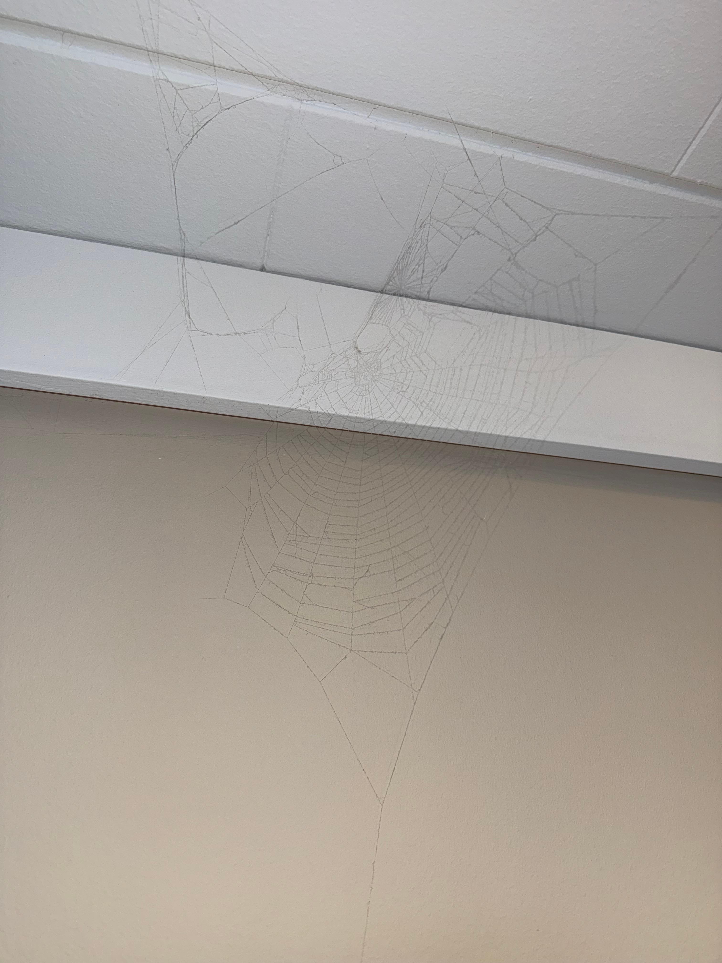 Ragnatele gigante sui muri