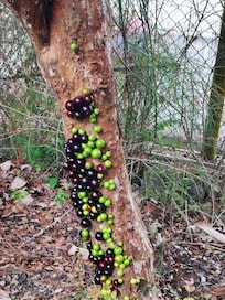 入口處有很多樹葡萄唷~