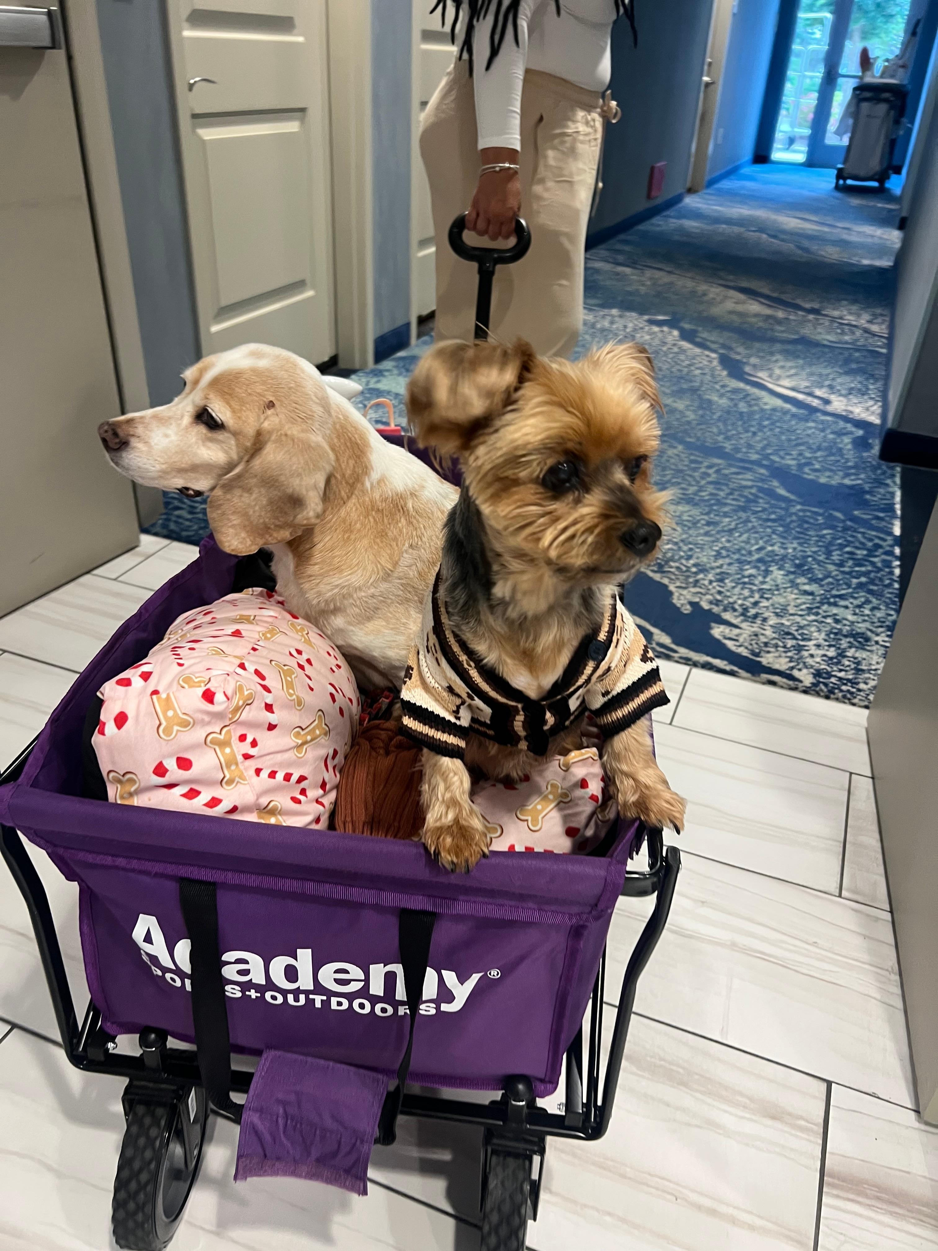 My fur babies loved the hotel too 🐶♥️🐾