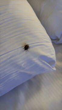 Bug couldn’t get comfortable to sleep there