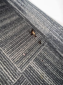 Dead roach after I chased it from the bed