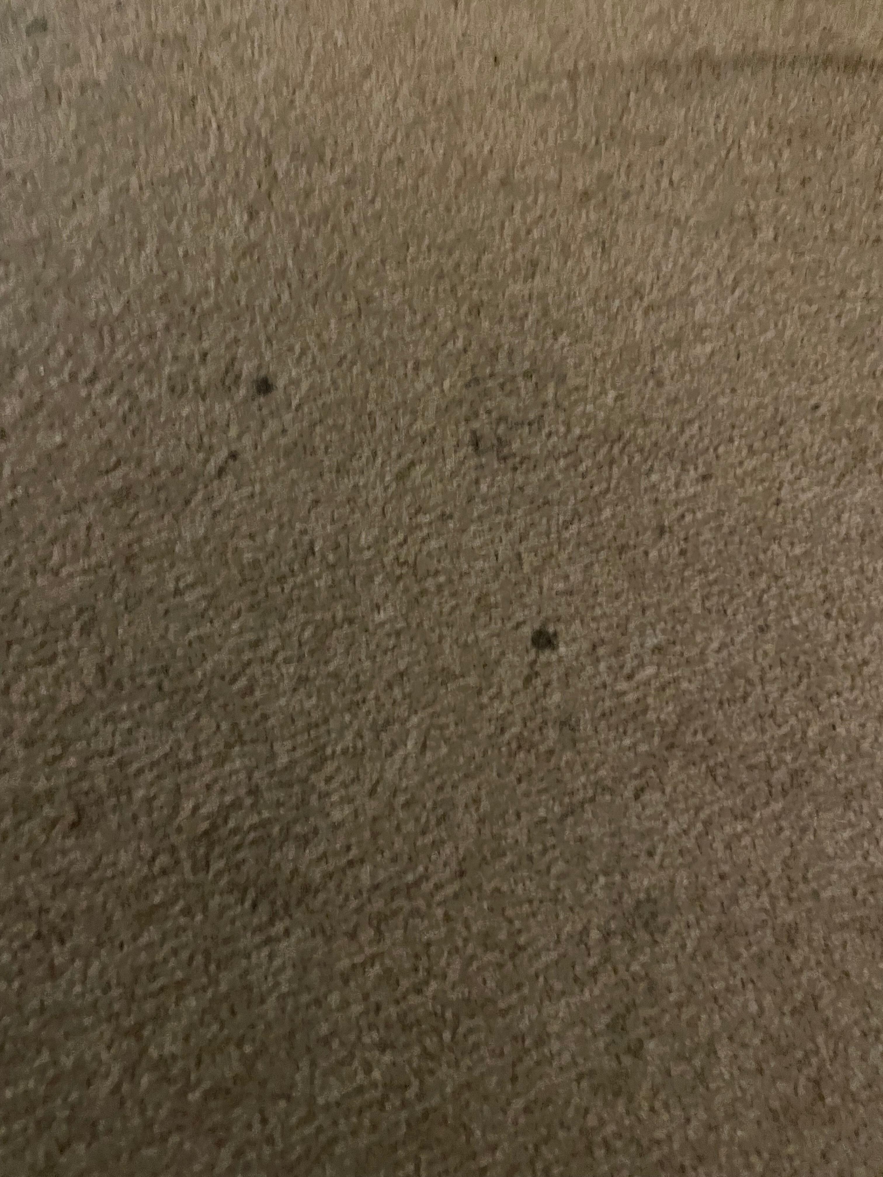 Stained carpets