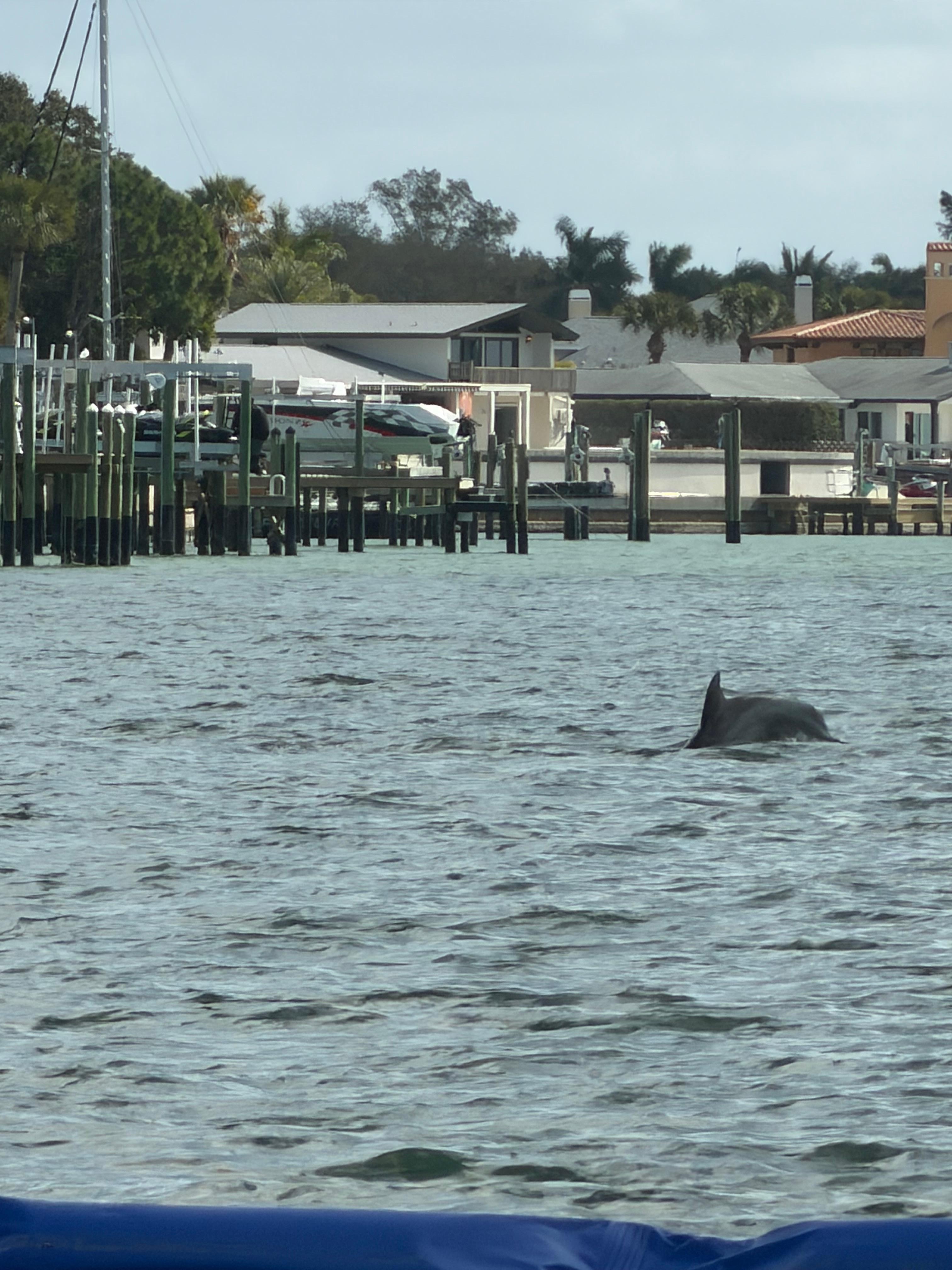 Dolphins we watched play while we sat on the beach 