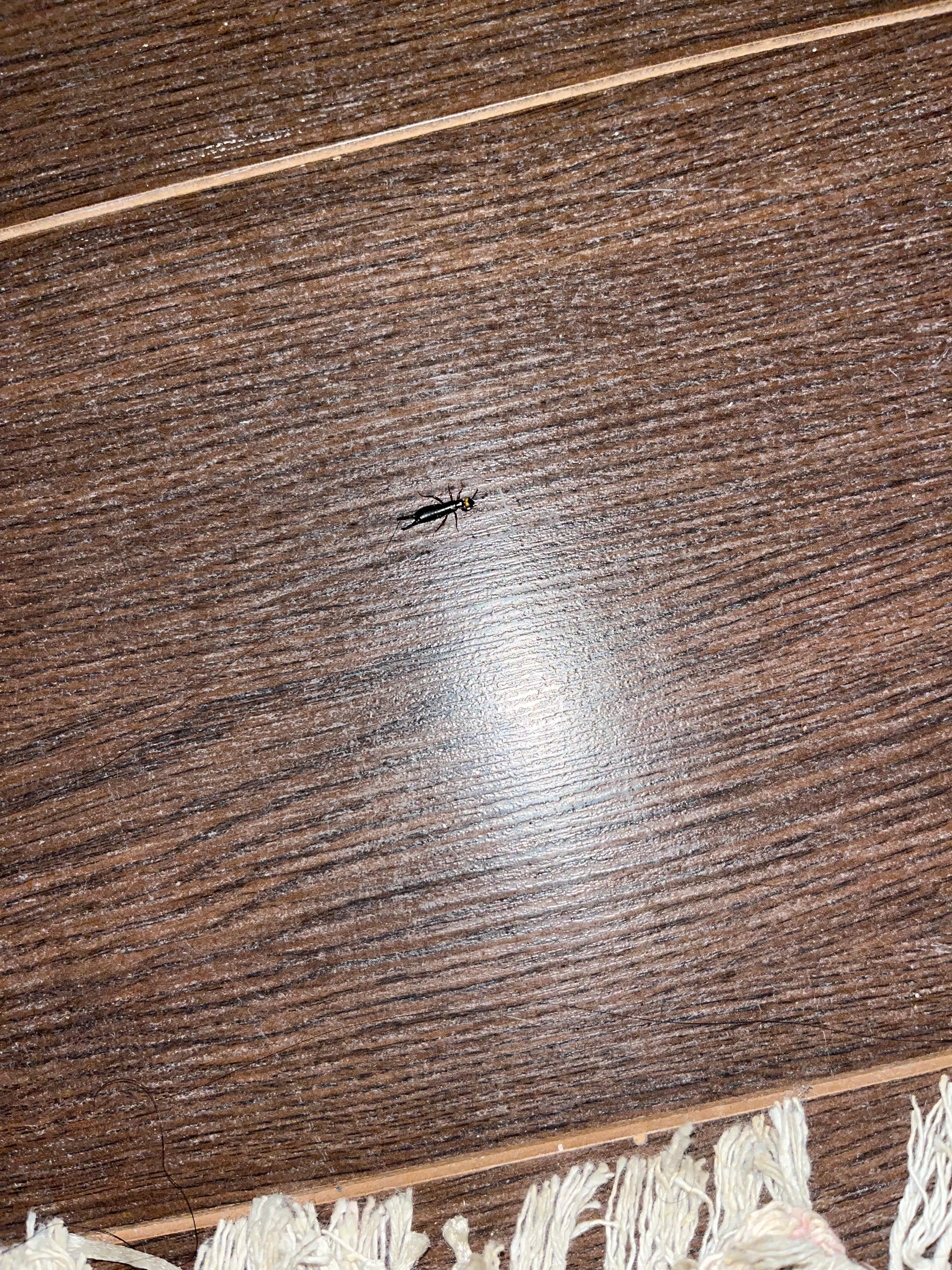 Más insectos dentro de las habitaciones 