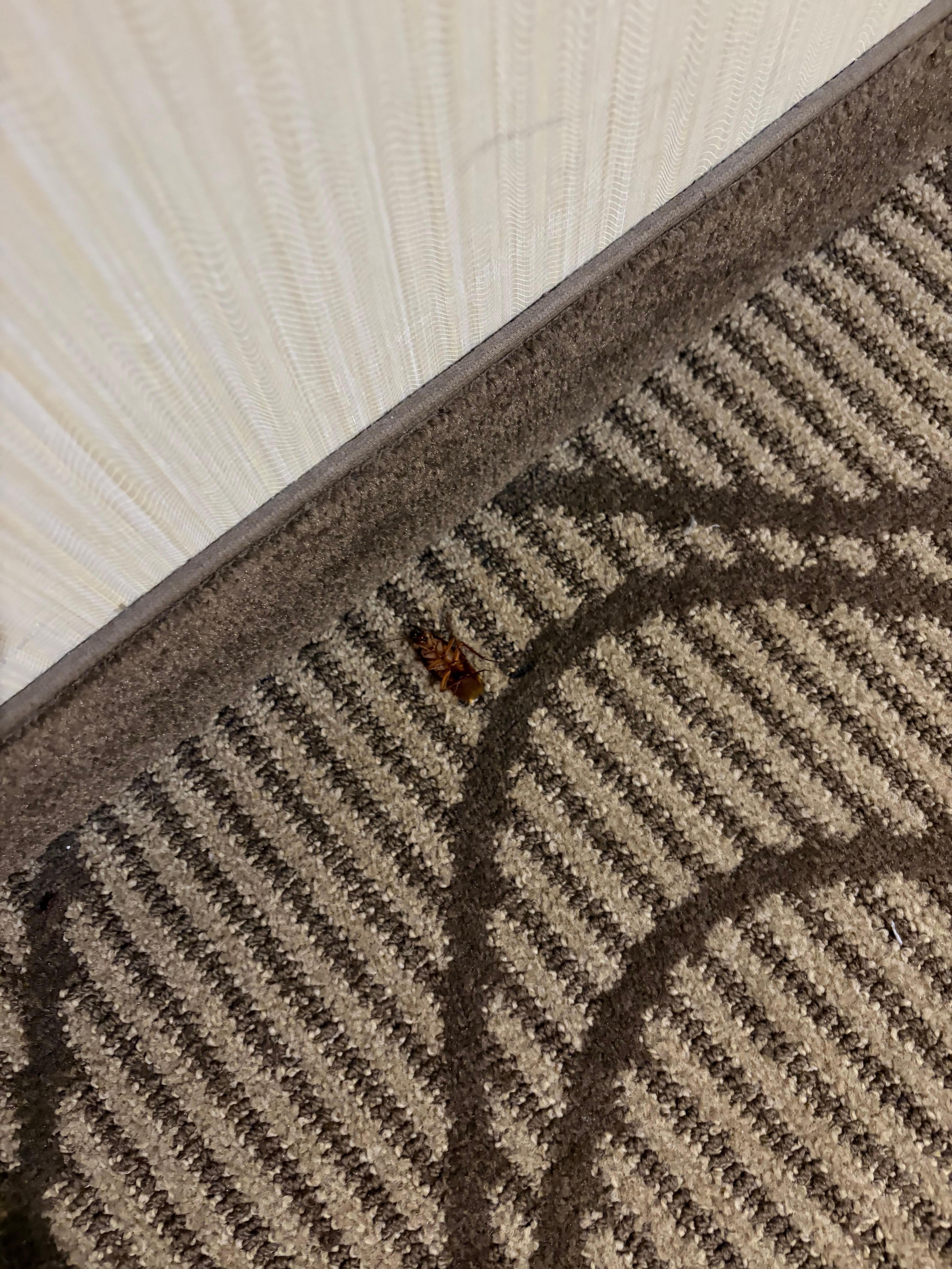 The dead roach