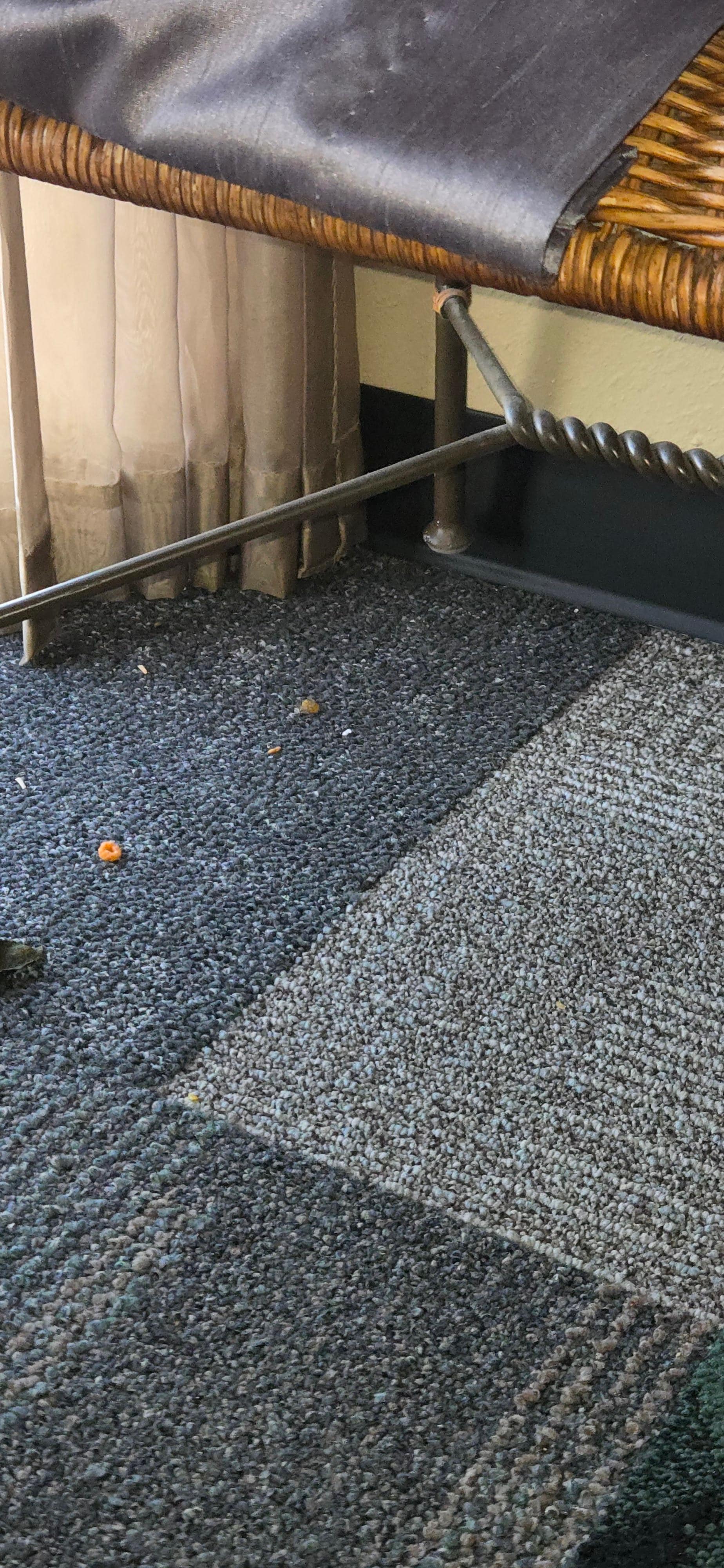 Leftover bits of food everywhere on the floor. 