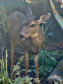 A friend let us scratch them behind the ears just above Descanso Beach Club.