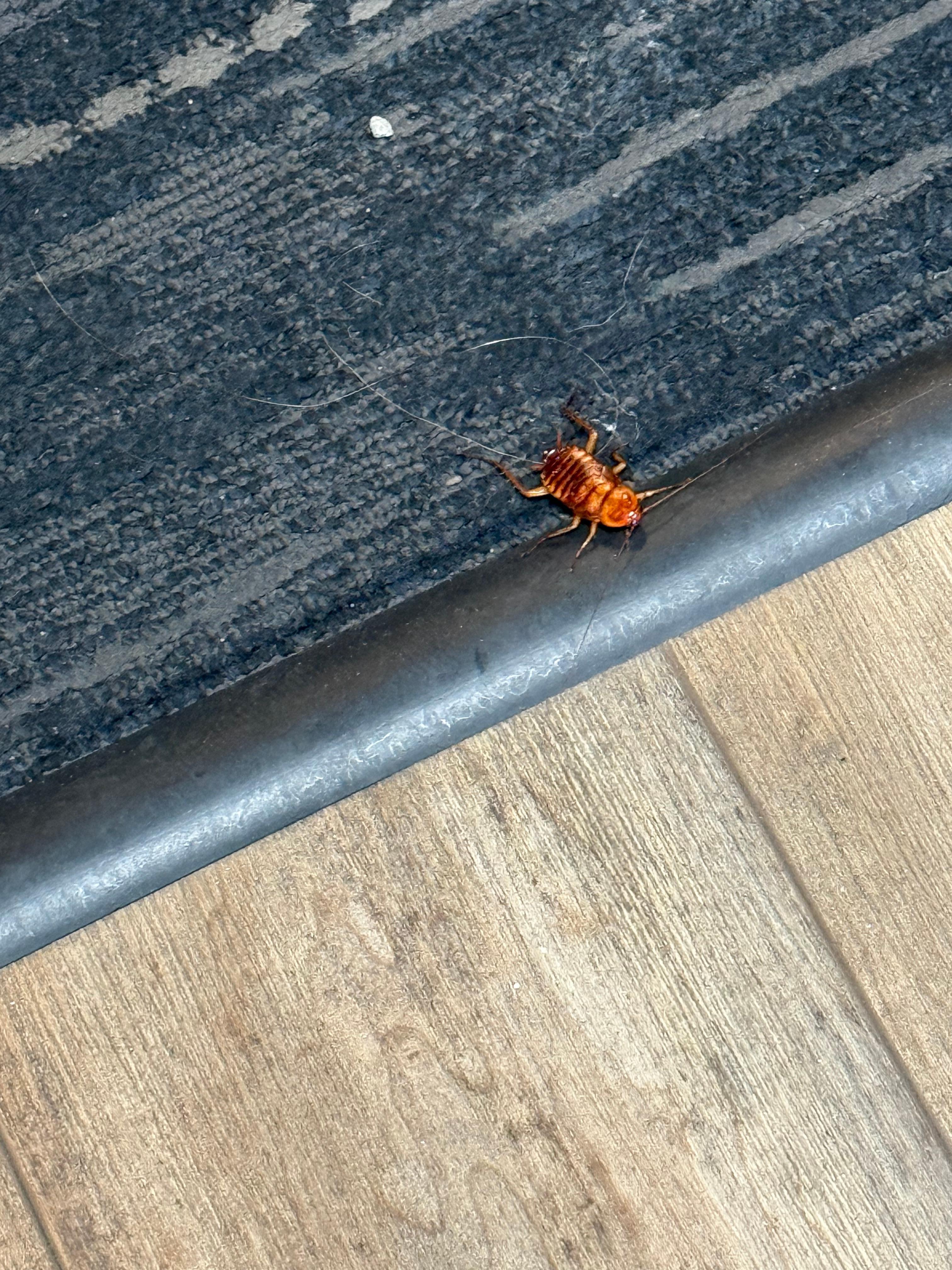 Roaches. Everywhere. 