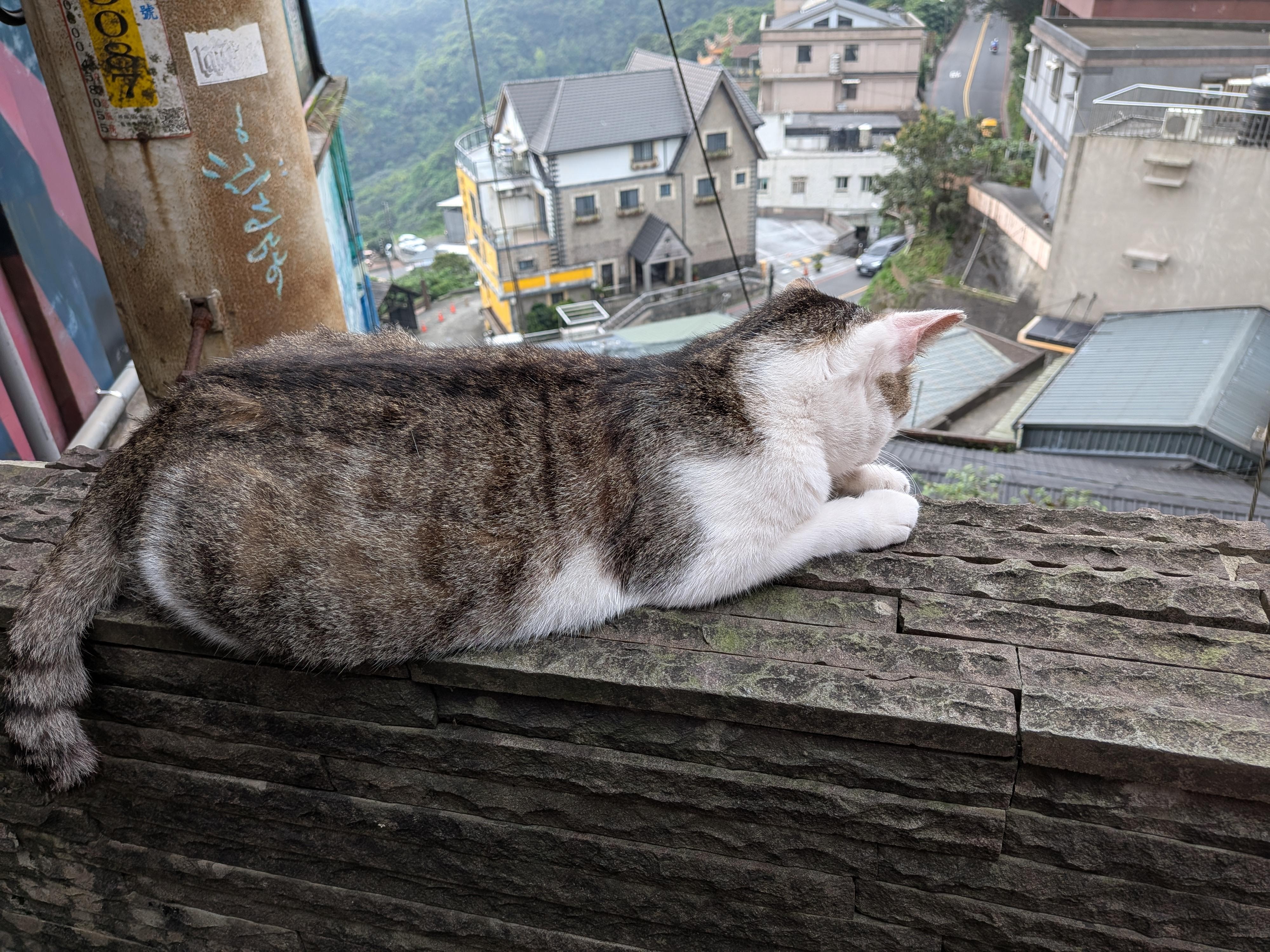 ホテルの付近にいる人懐っこい猫