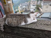 ホテルの付近にいる人懐っこい猫