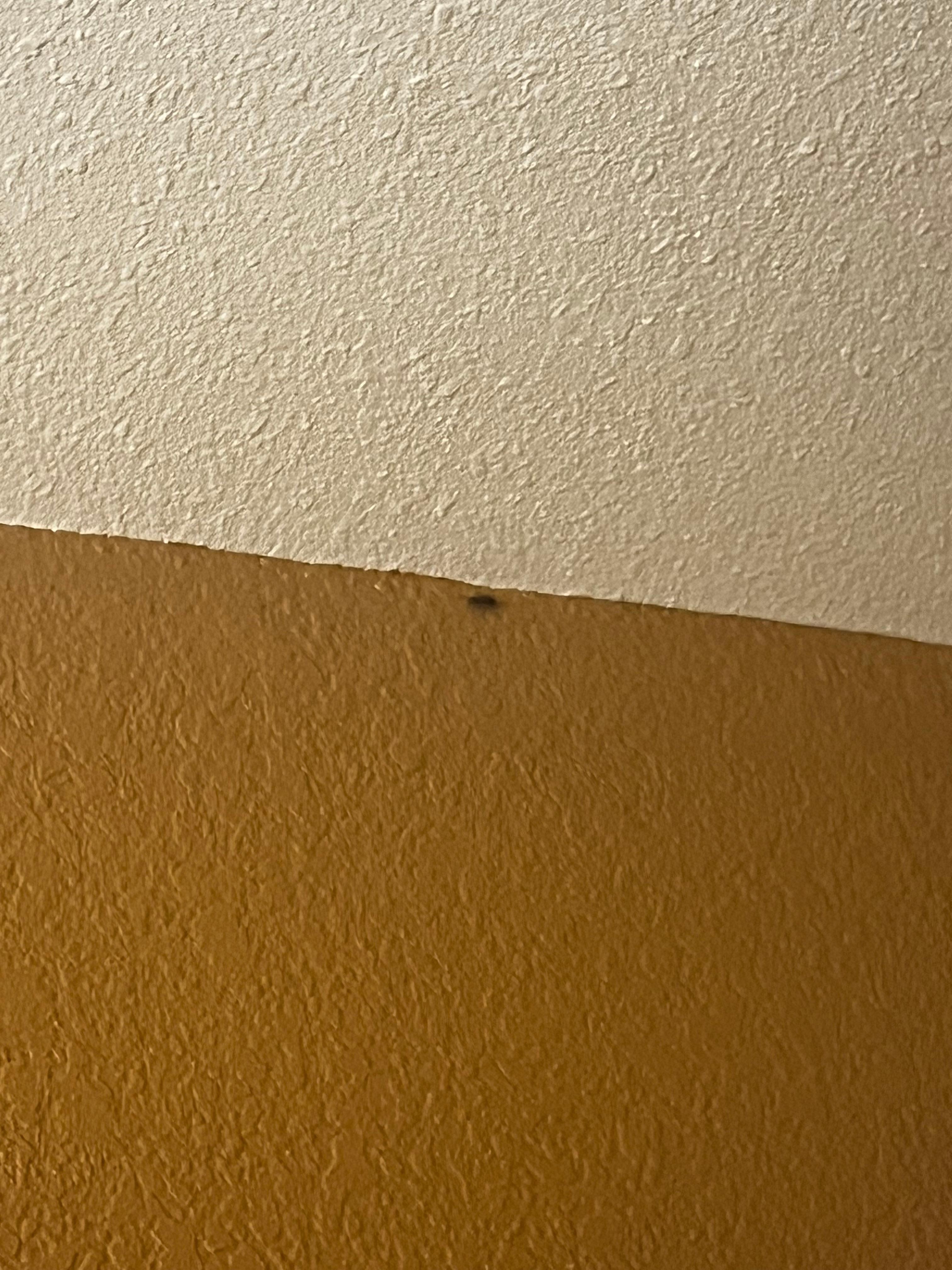 Roach on the bathroom ceiling