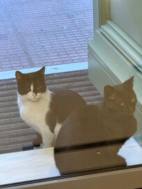 The “doormen” - Oreo and Salem