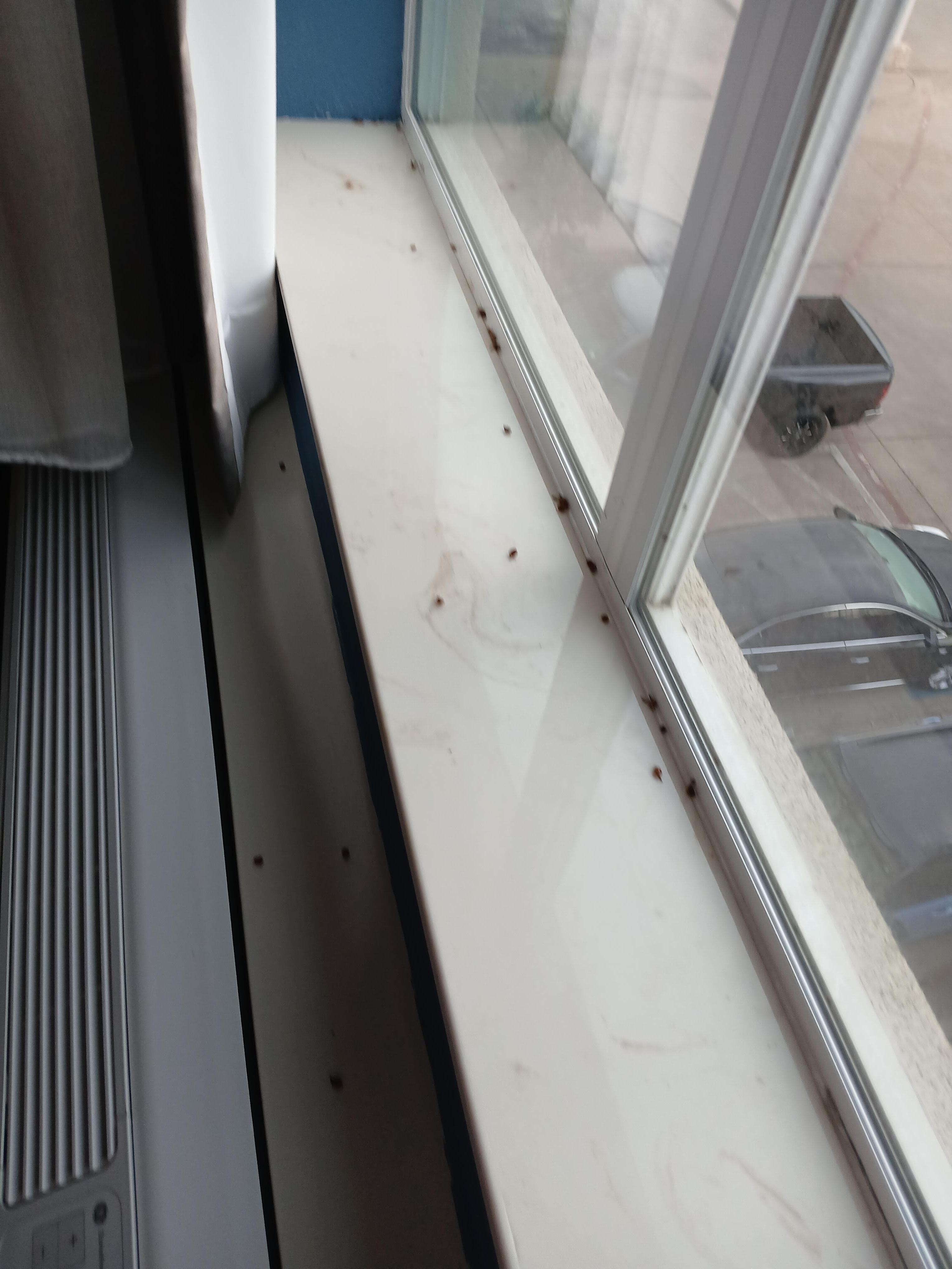 Lady bugs on window sill, in room. A/C set room was Hot. Glad, we always bring a fan.