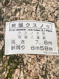 被爆クスノキ
ここに来たかったんです。