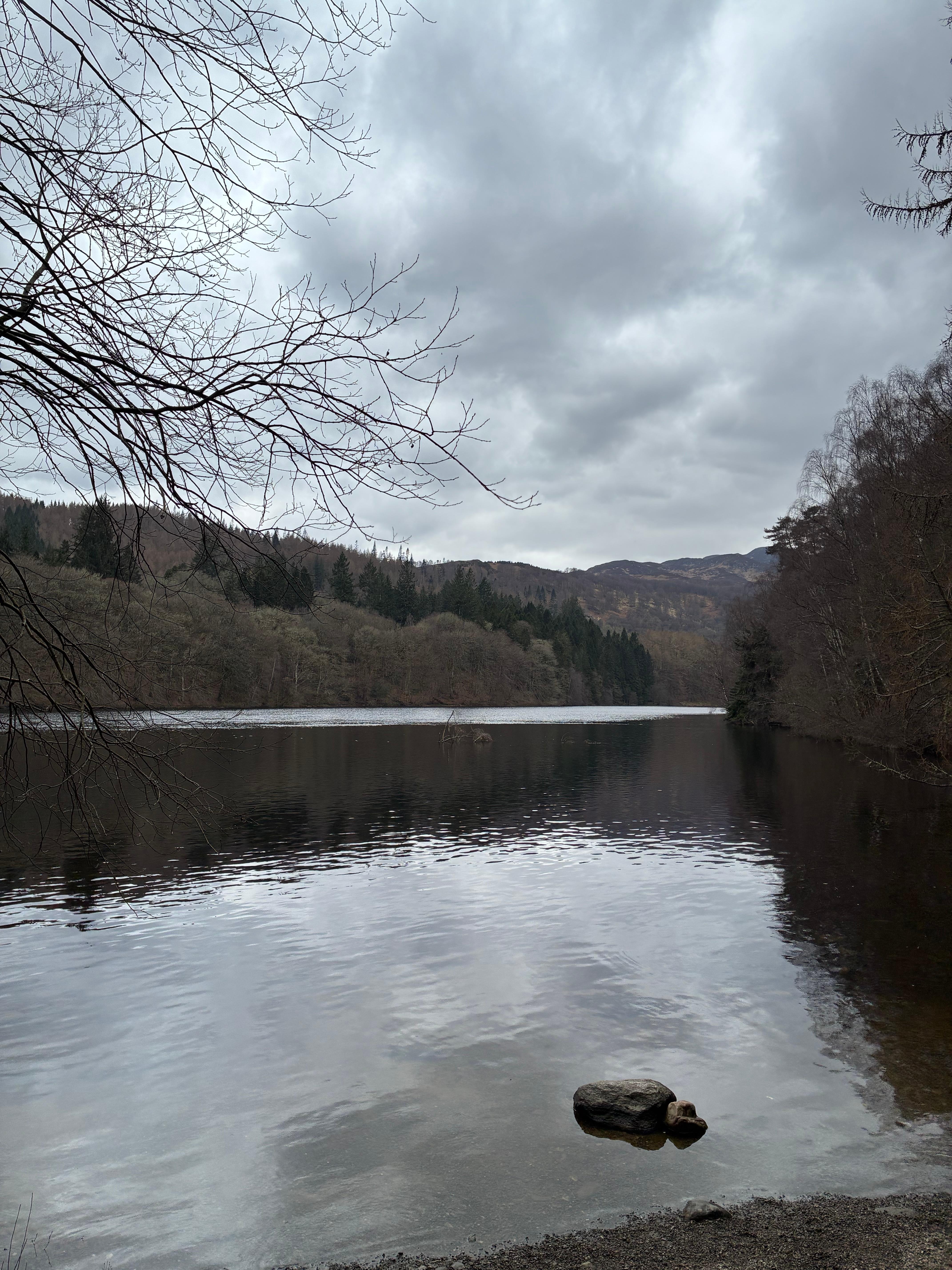 Local Faskally woods