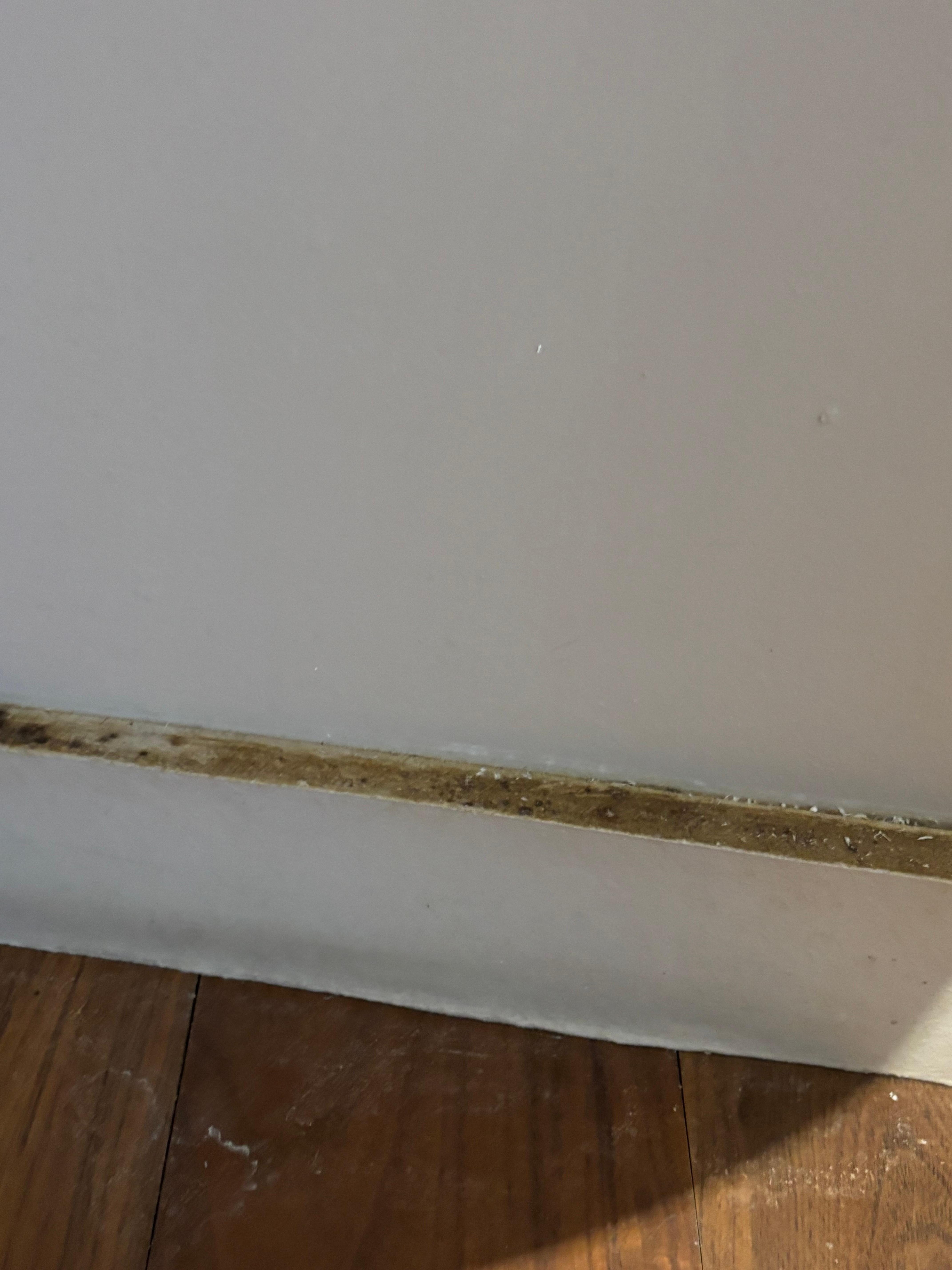 Moisissure dans les WC 