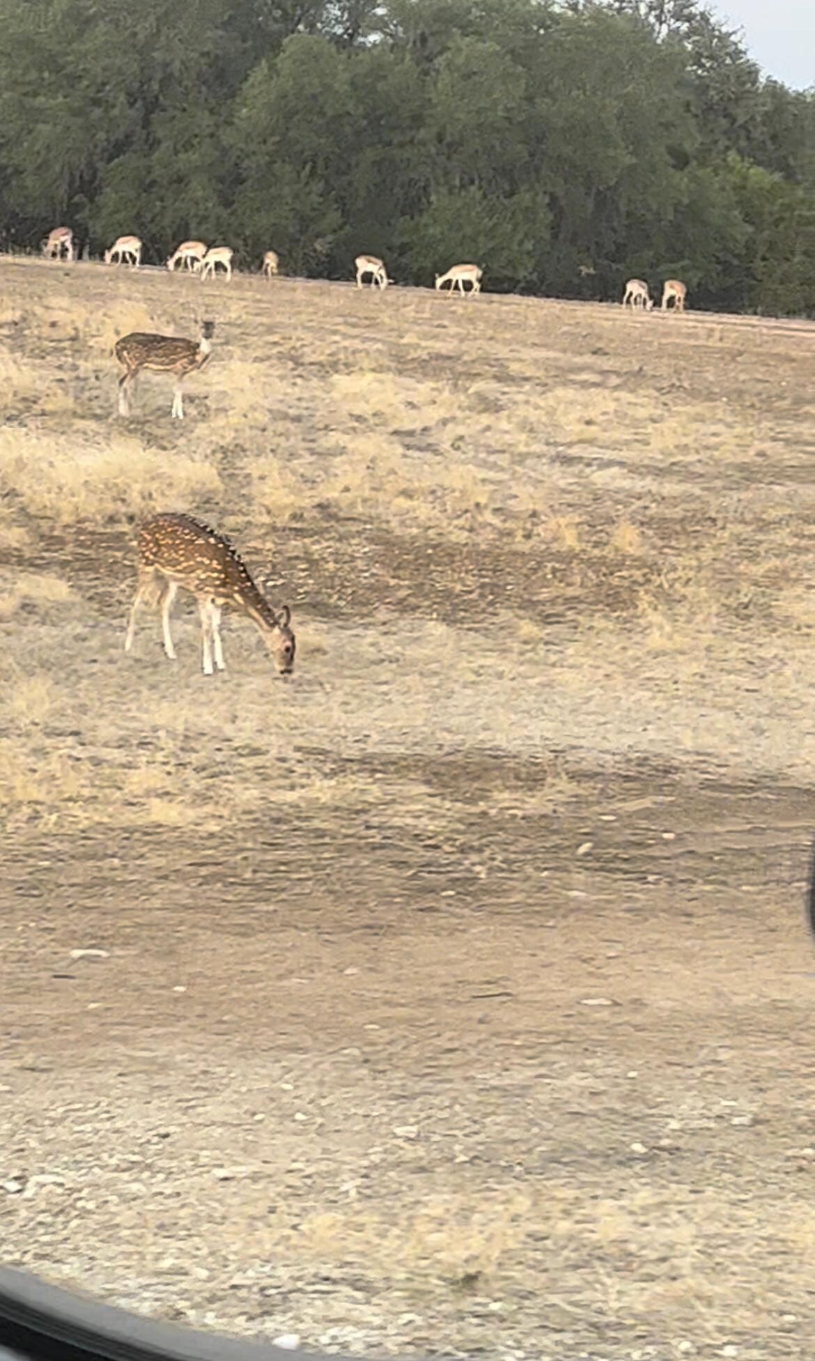 Flying L Ranch Resort en Bandera, , TX: hoteles en Bandera - Hoteles.com