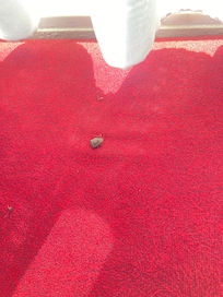 "Stink" like bug I tracked down and finally killed on the window seal.