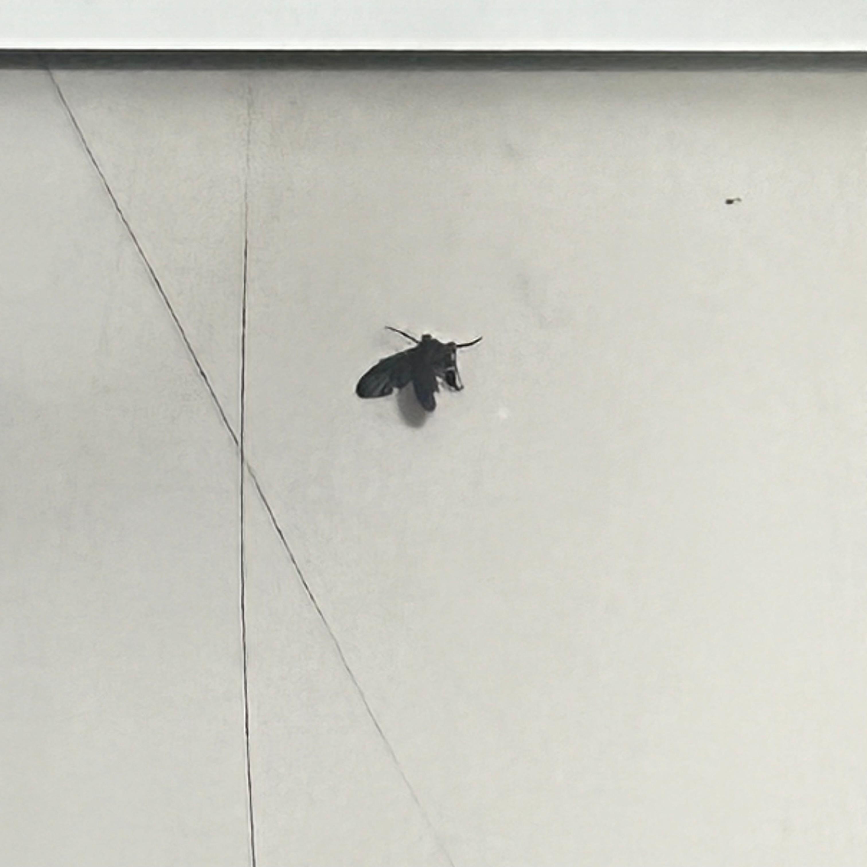 Had about 15 of these in my room