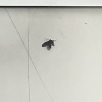 Had about 15 of these in my room