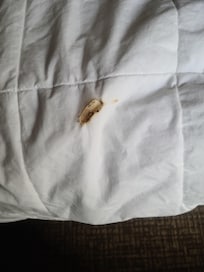Cigarette burn in duvet