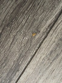 This is something obviously stepped on or just smashed on the bathroom floor....the bathroom was not cleaned for us.... why?