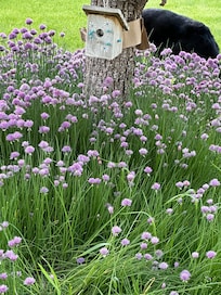 in the yard.