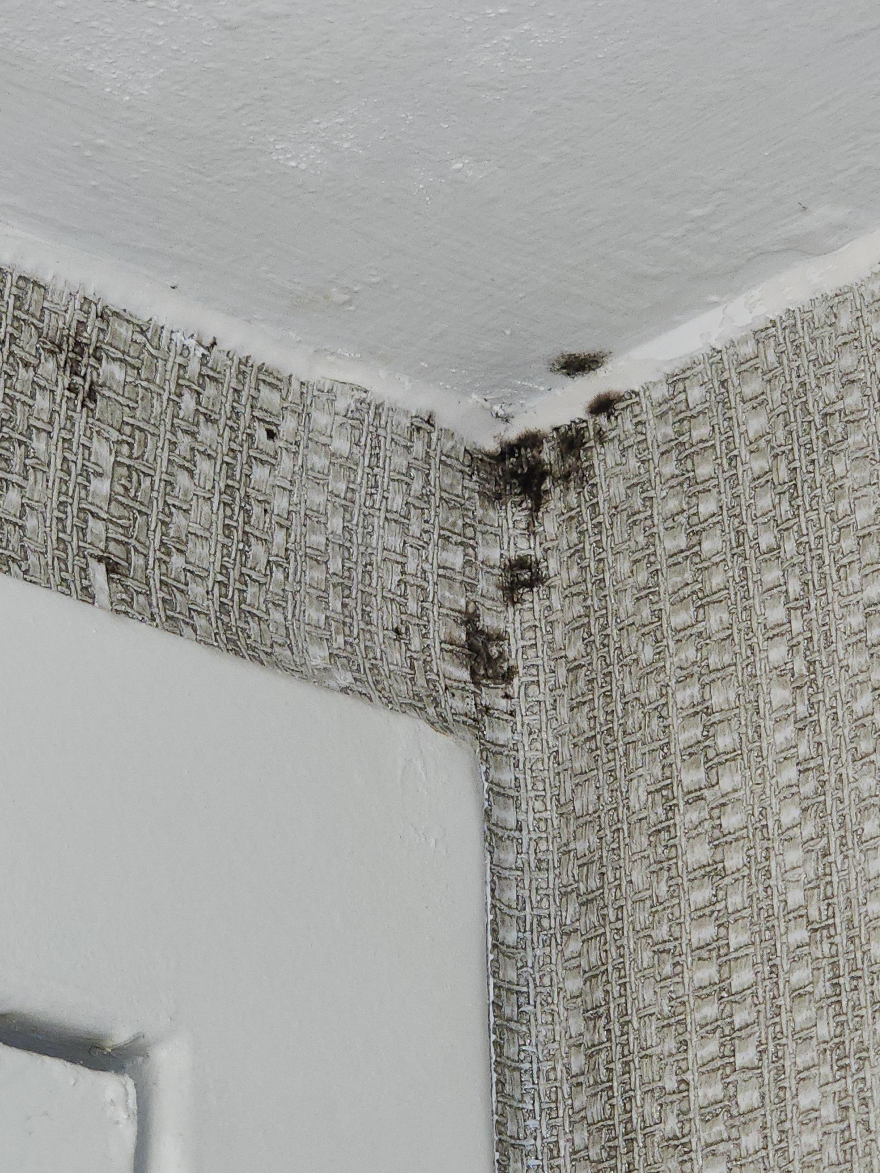 Black mold in bathroom. (Appears to be)